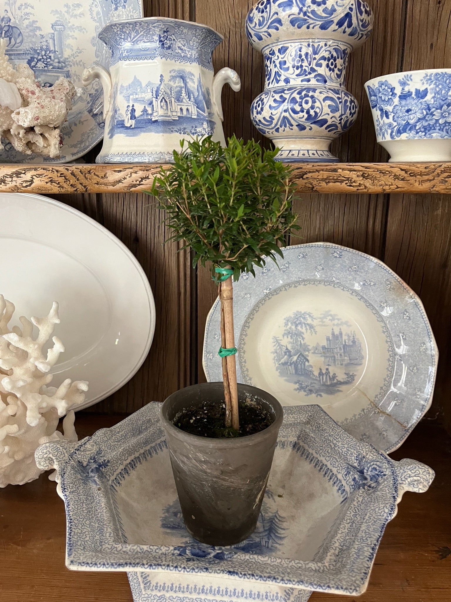 Live Single Ball Myrtle Topiary in 4 inch Pot – Sunrise Topiaries